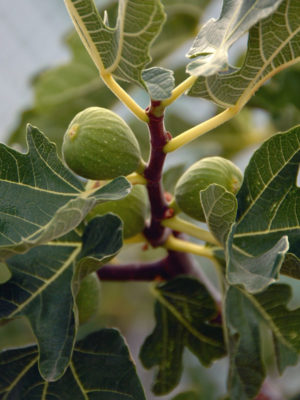 Ischia Golden Fig Tree – Sweetcanes.com