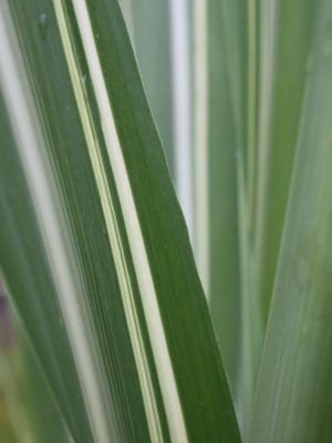 Striped Cane – Sweetcanes.com