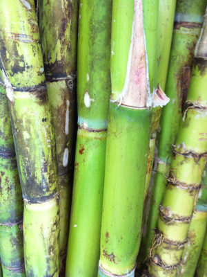 Sweetcanes.com – Your source for sugarcane plants.